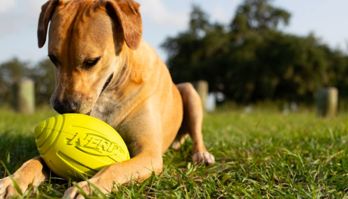 The Brand Radar: Nerf, Gramercy and how to succeed in specialist ...